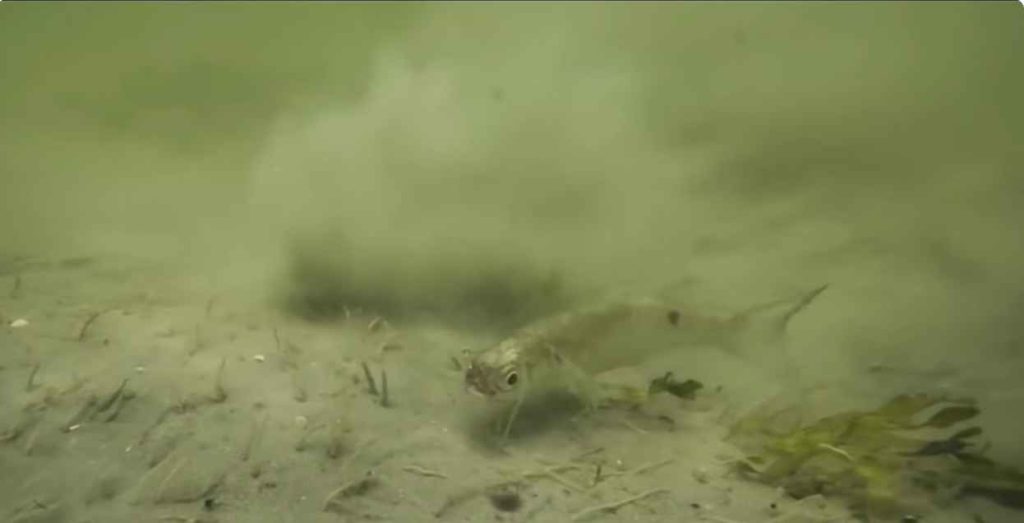 How to Use Frozen Finger Mullet As Bait – Here We Learn From Expert ...
