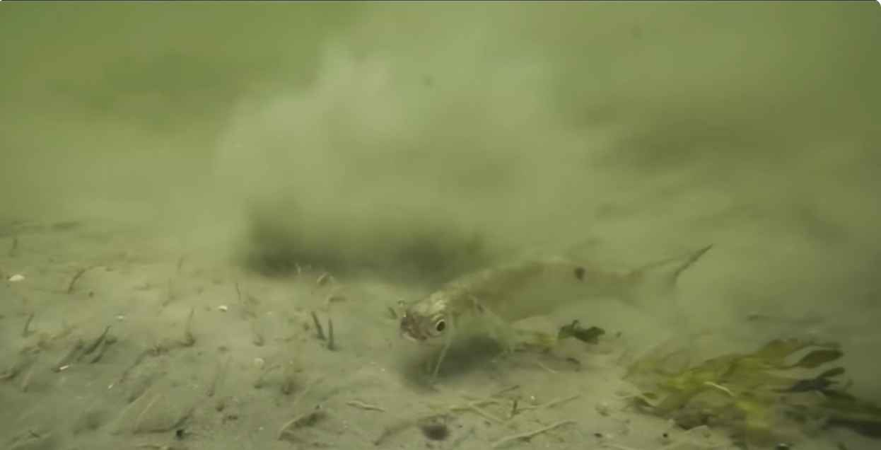 How to Use Frozen Finger Mullet As Bait – Here We Learn From Expert ...