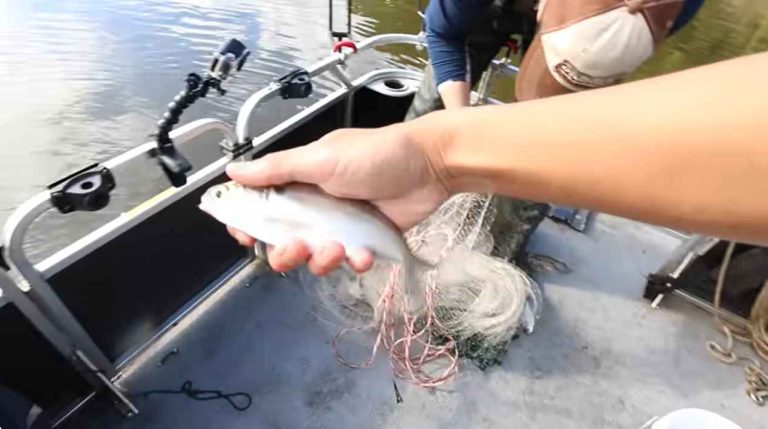 How to Attract Fish When Fishing With Bait – Here Learn Easiest Expert ...