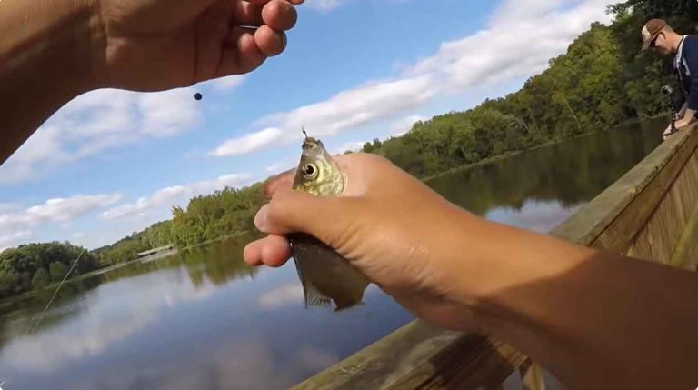 How to Attract Fish When Fishing With Bait – Here Learn Easiest Expert ...