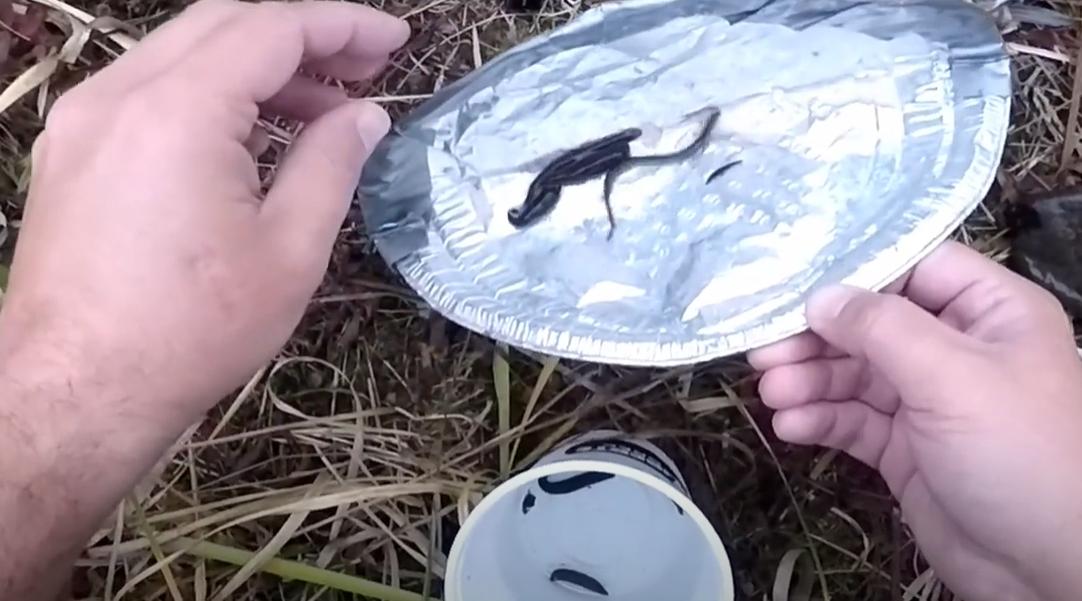 How to Catch Leeches for Fishing Bait – Fishing Elements